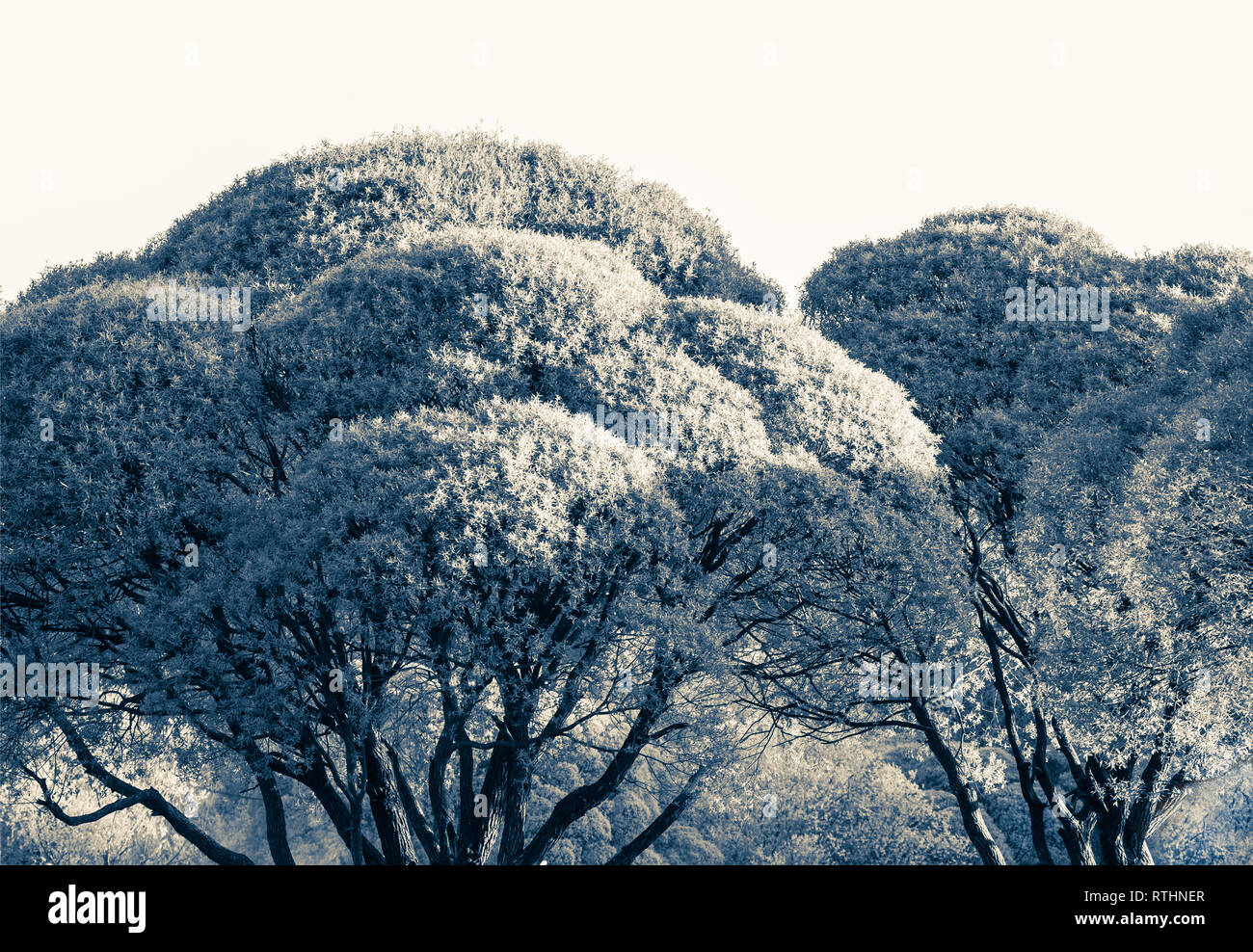 stylish trees in the city lawn Stock Photo - Alamy