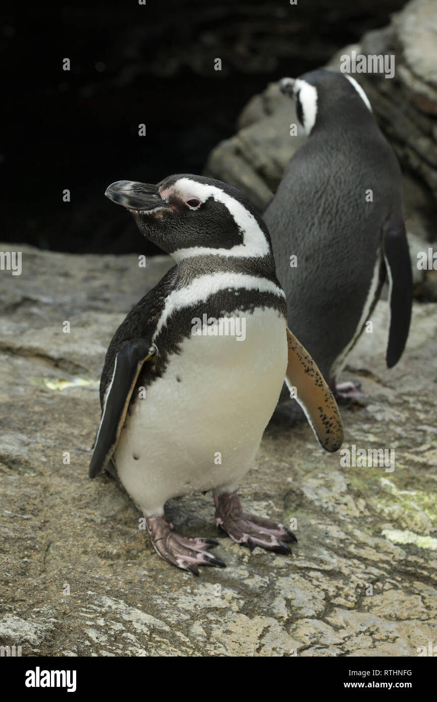 Magellanic penguin (Spheniscus magellanicus). Wildlife birds Stock ...