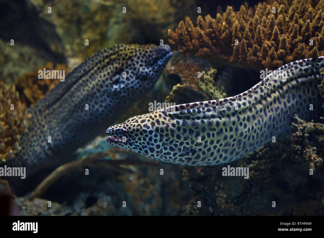 Laced moray (Gymnothorax favagineus), also known as the leopard moray ...