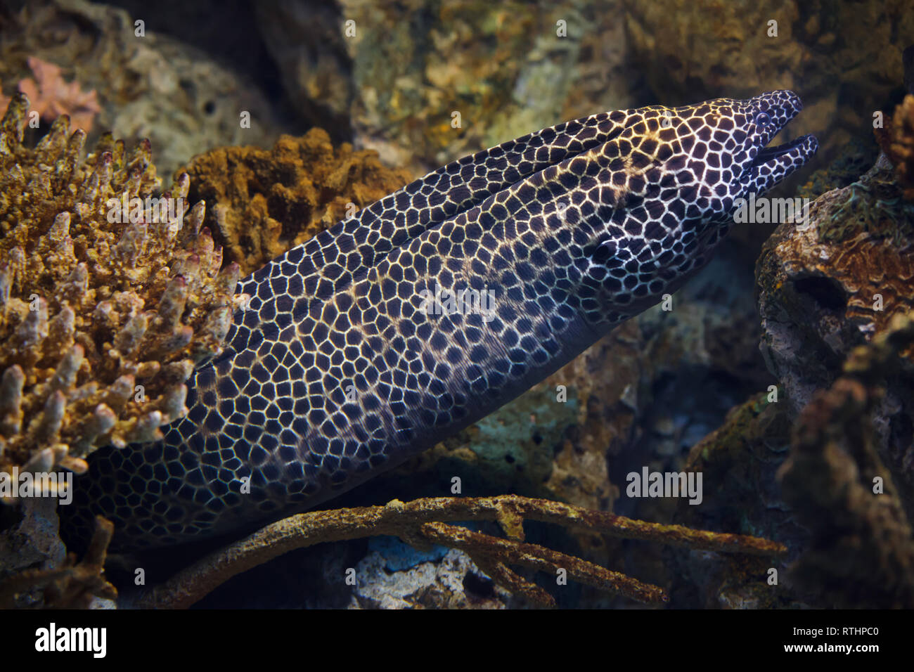 Honeycomb leopard moray eel gymnothorax hi-res stock photography and ...