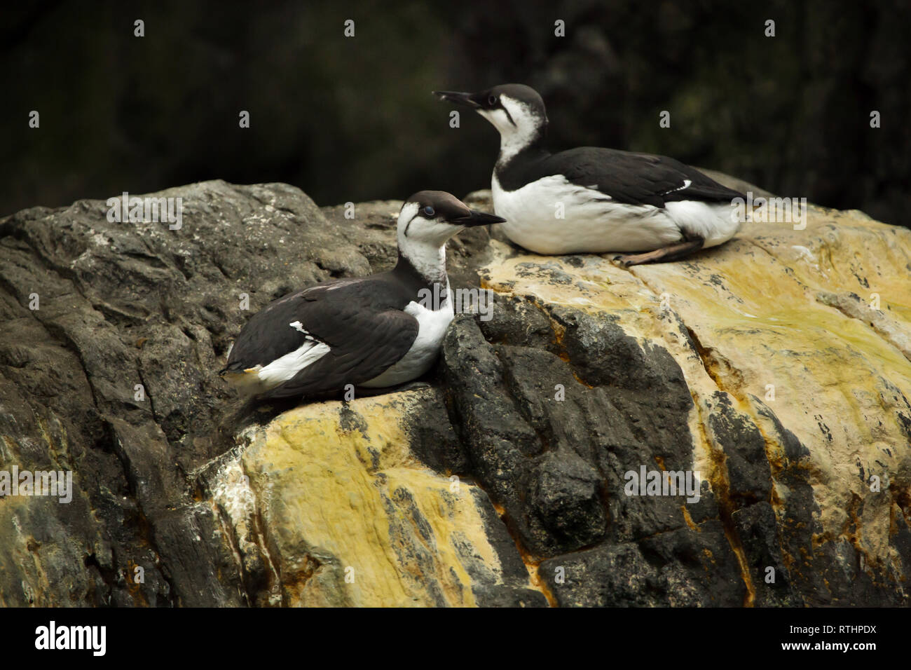 Uria troile hi-res stock photography and images - Alamy