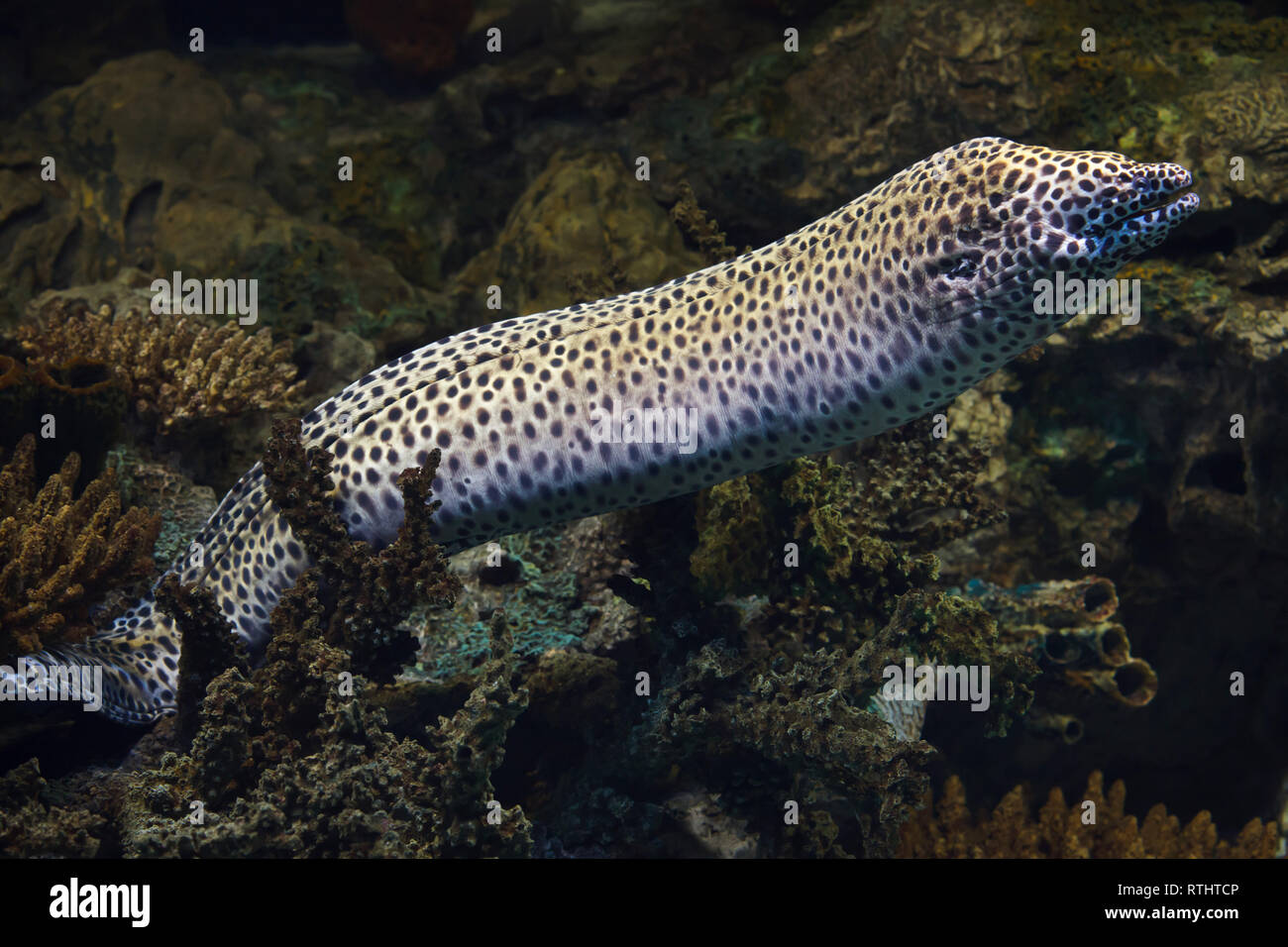 Honeycomb leopard moray eel gymnothorax hi-res stock photography and ...