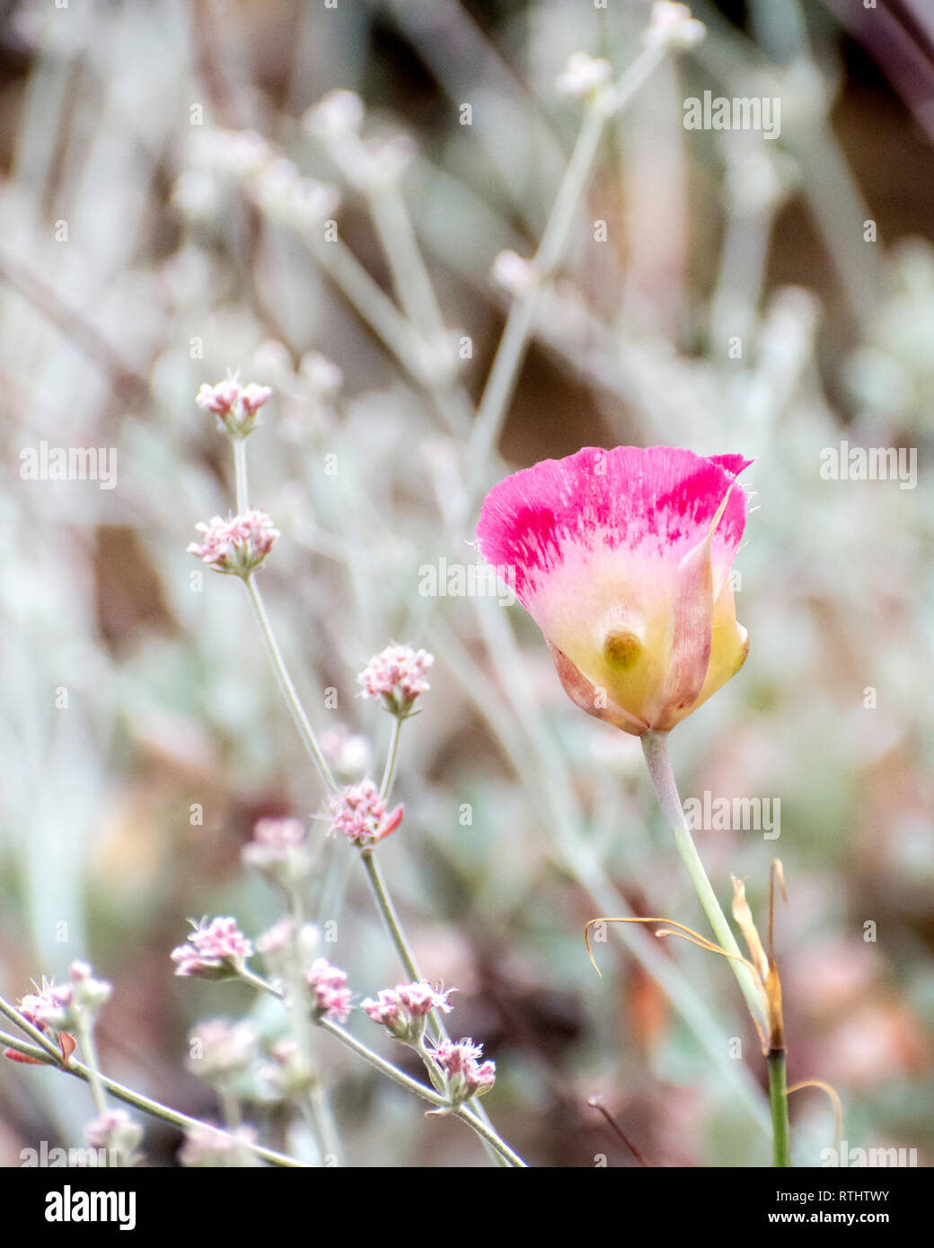 Mariposa lily hi-res stock photography and images - Alamy