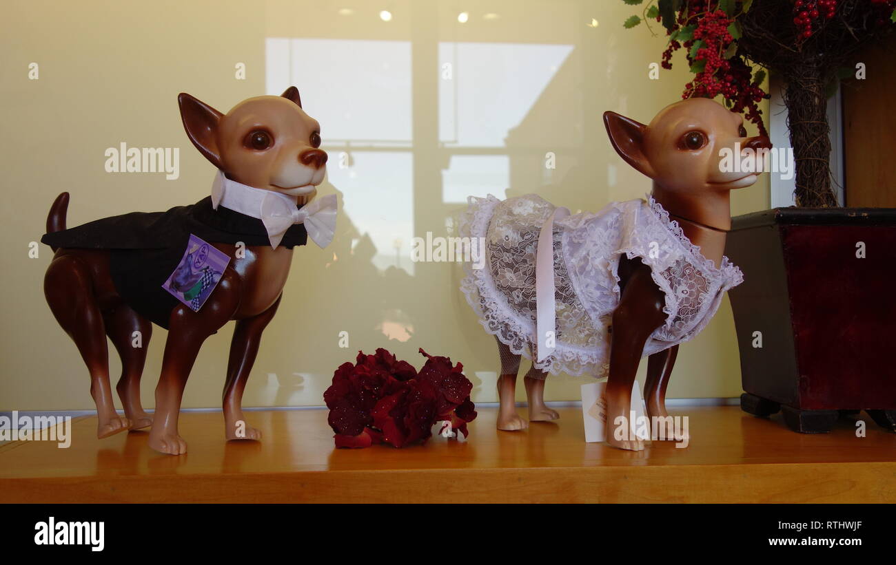 dog bride and groom outfits Stock Photo - Alamy