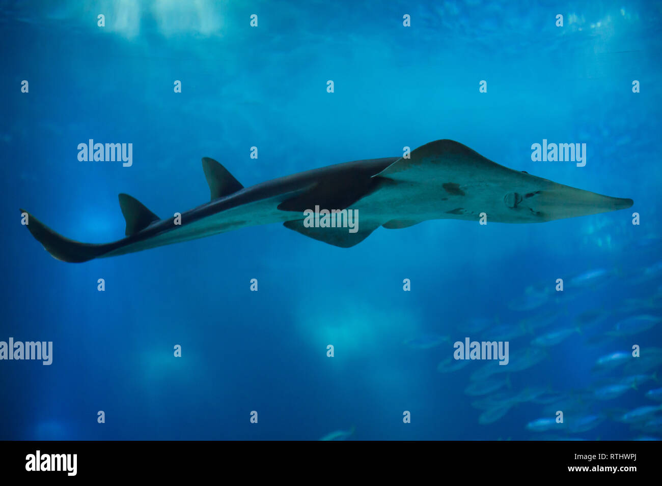 Wedgefish hi-res stock photography and images - Alamy