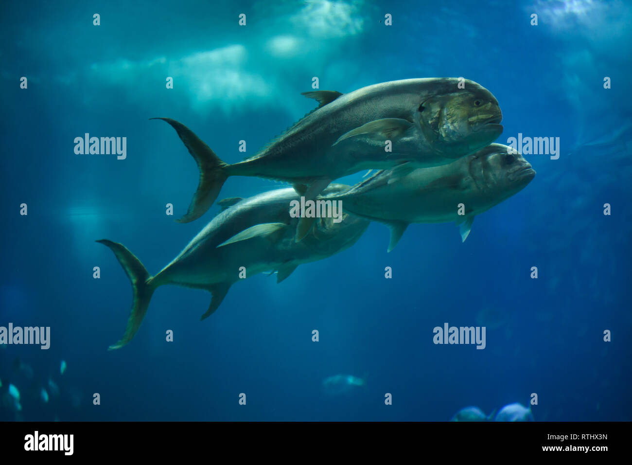 Crevalle jack (Caranx hippos), also known as the common jack Stock ...