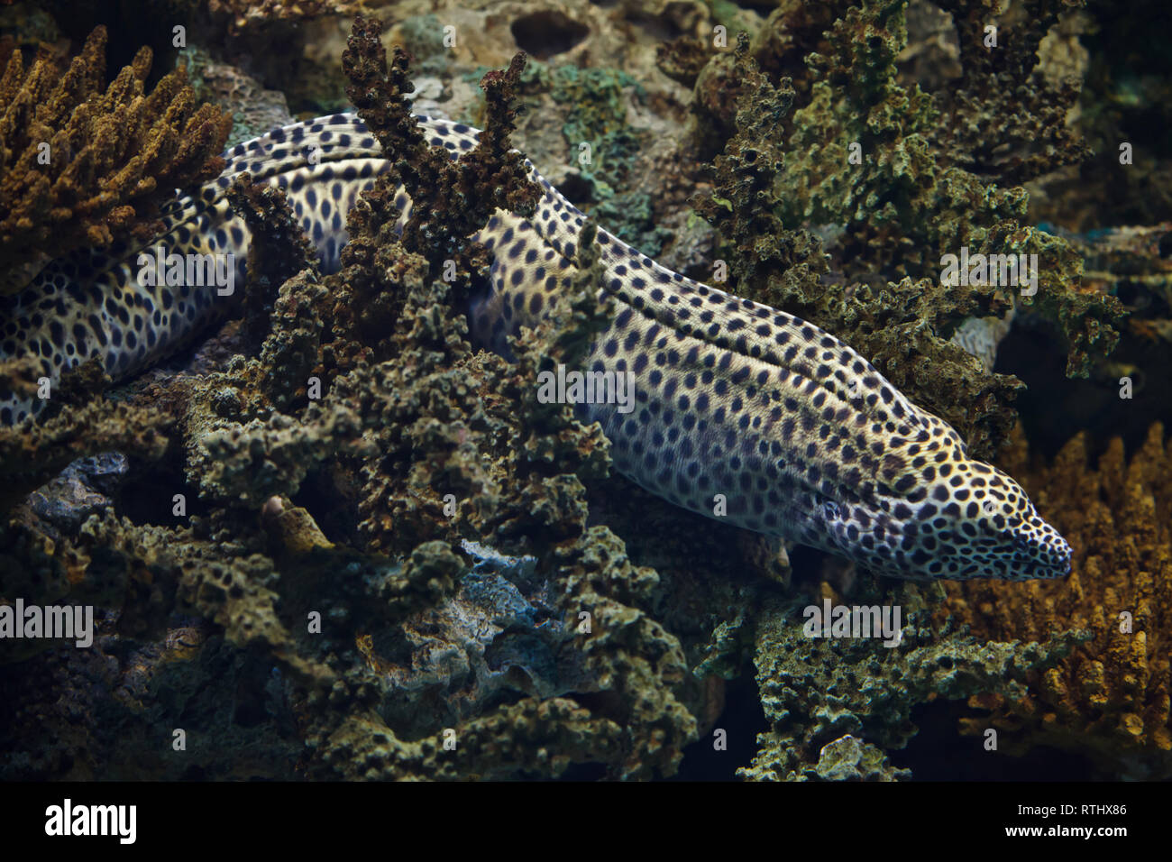 Laced moray (Gymnothorax favagineus), also known as the leopard moray ...