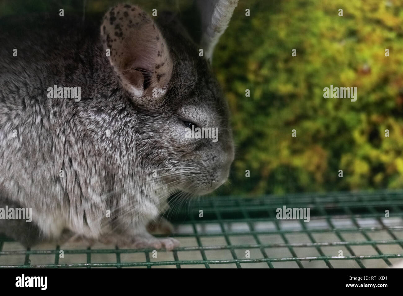 English Spot Rabbit High Resolution Stock Photography and Images - Alamy