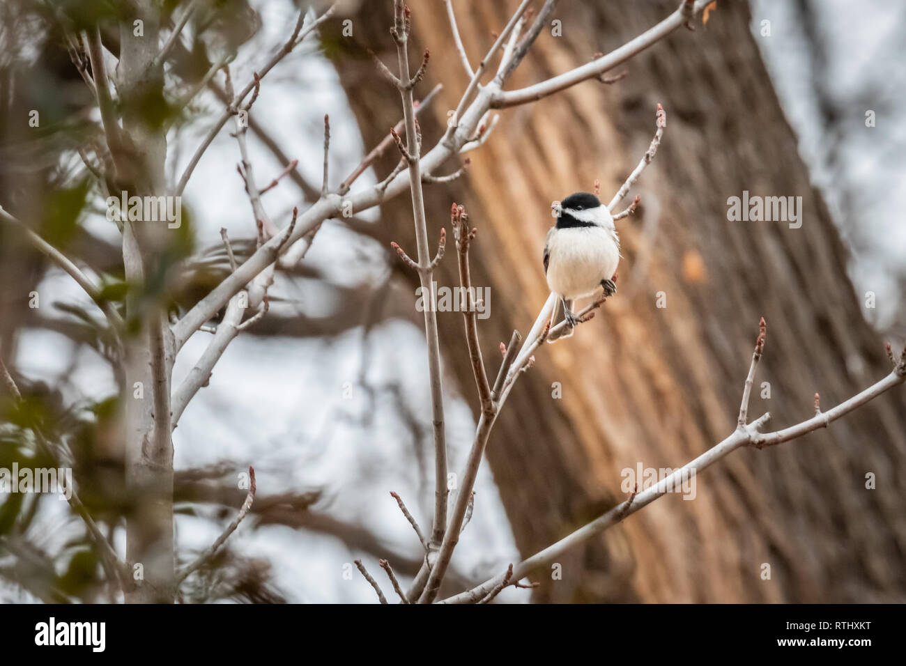 Black capped chickadees hi-res stock photography and images - Alamy
