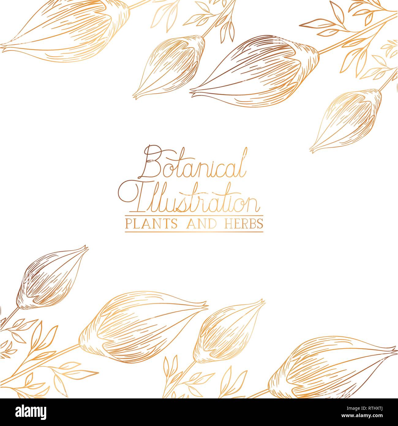 botanical illustration label with plants and herbs Stock Vector Image ...