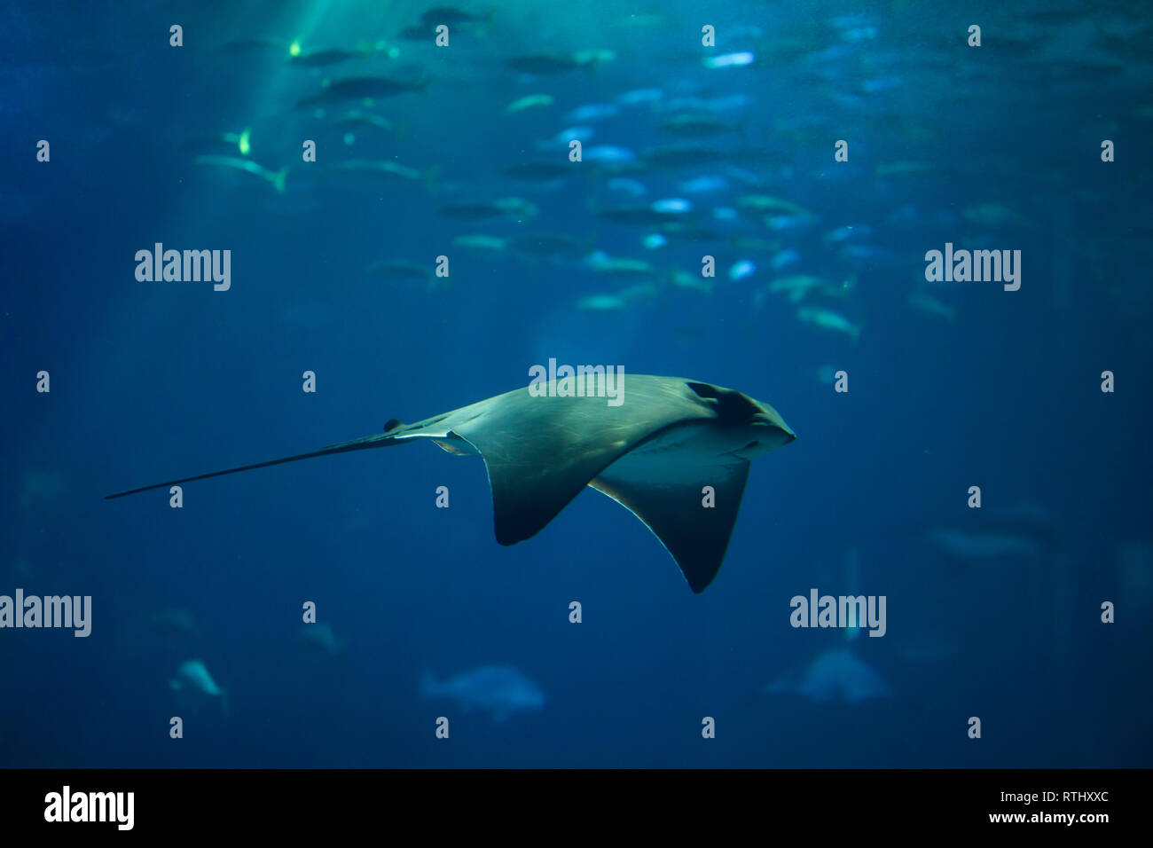 Common eagle ray (Myliobatis aquila) at the Lisbon Oceanarium ...