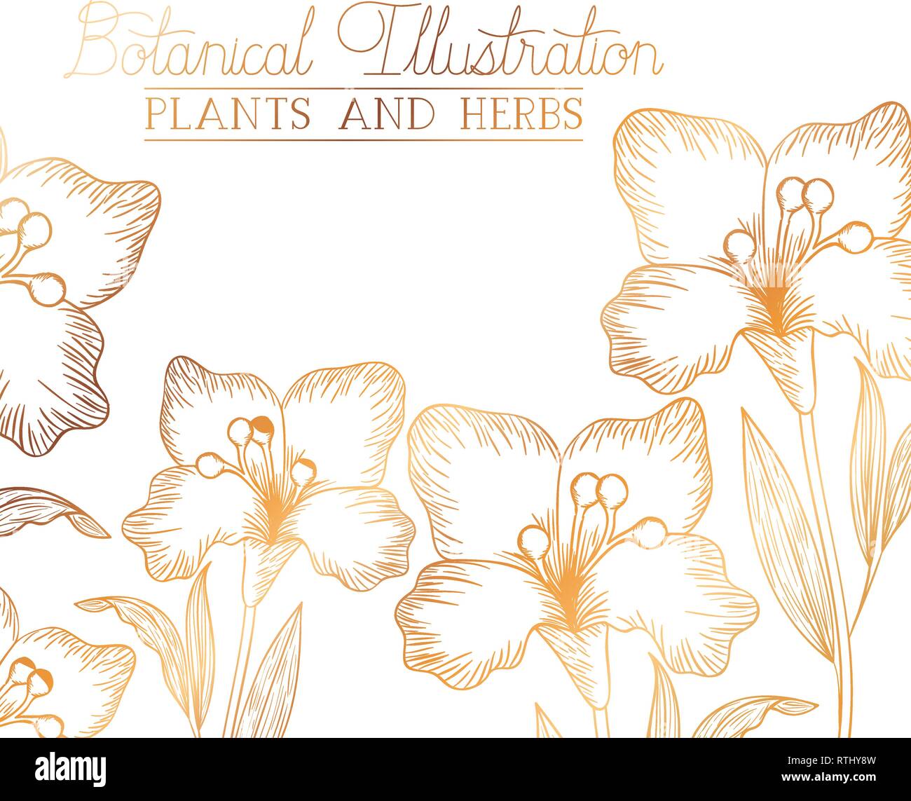 botanical illustration label with plants and herbs Stock Vector Image ...