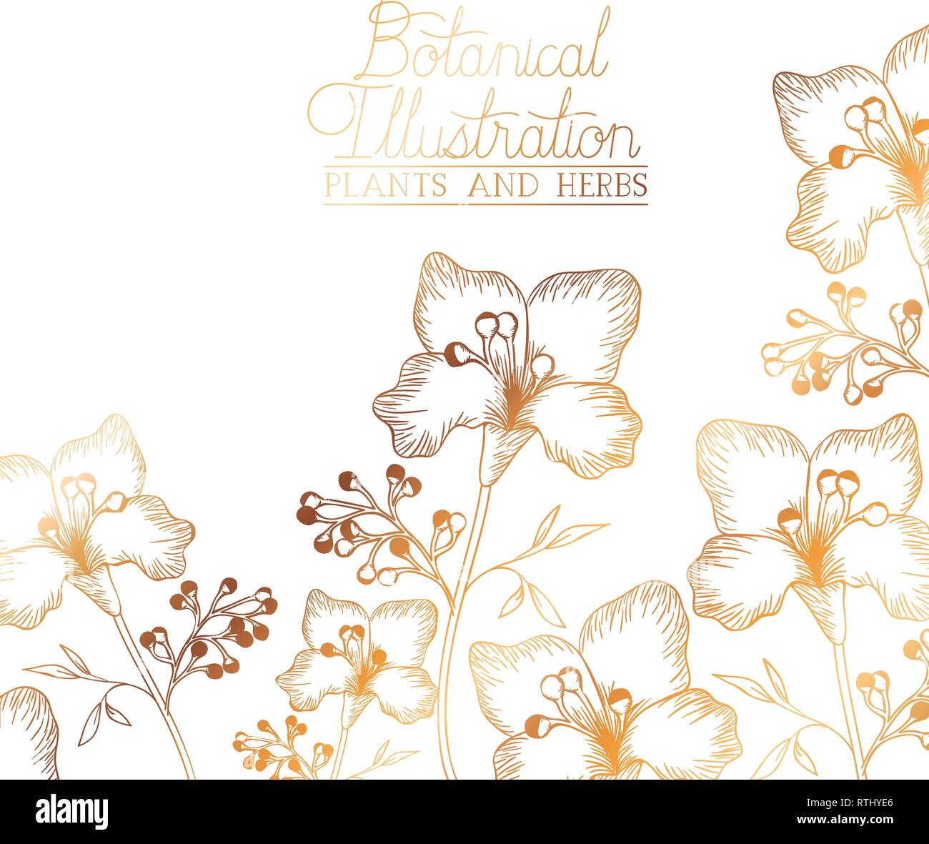 botanical illustration label with plants and herbs Stock Vector Image ...