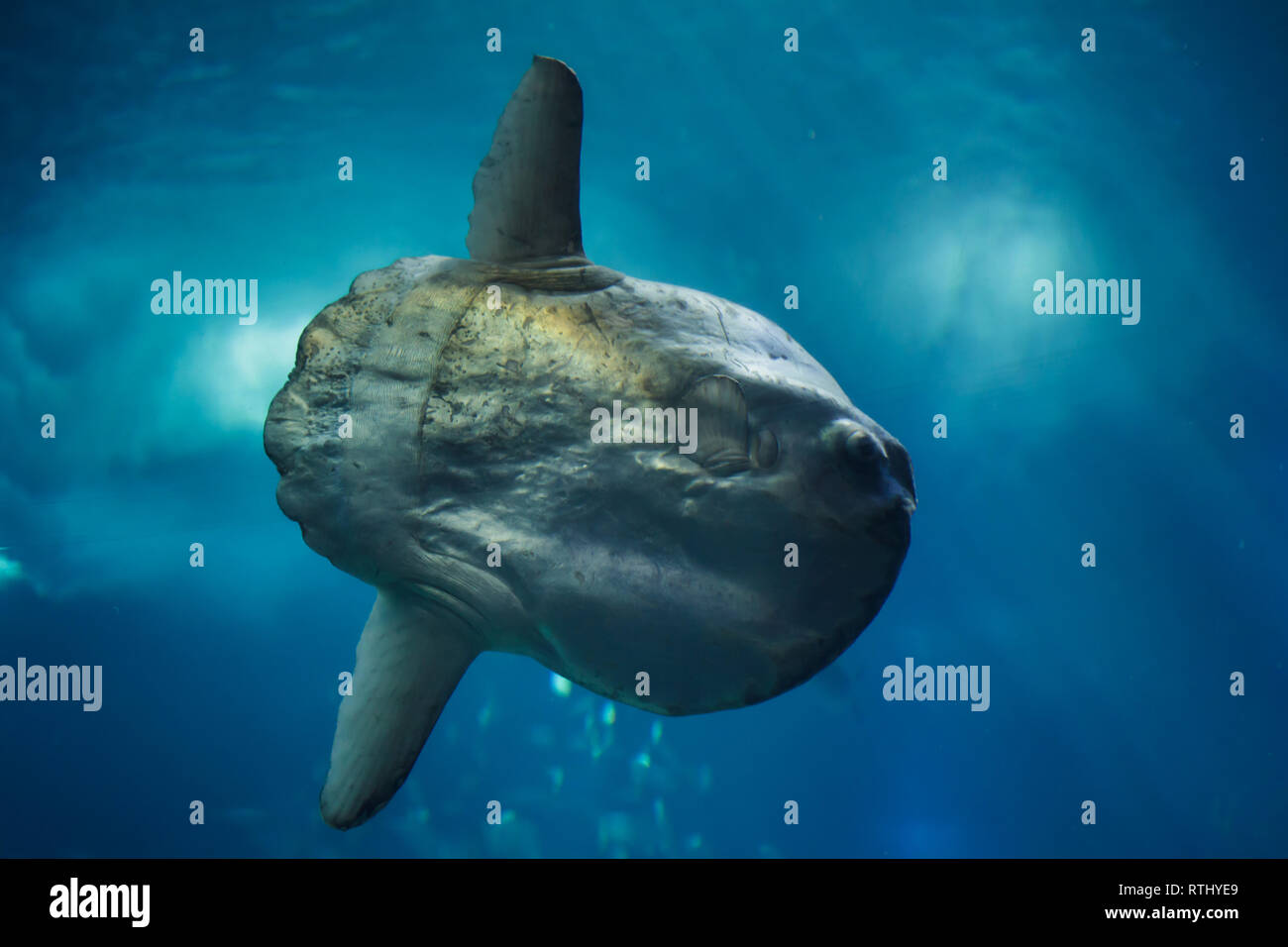 Ocean sunfish (Mola mola), also known as the common mola at the Lisbon ...