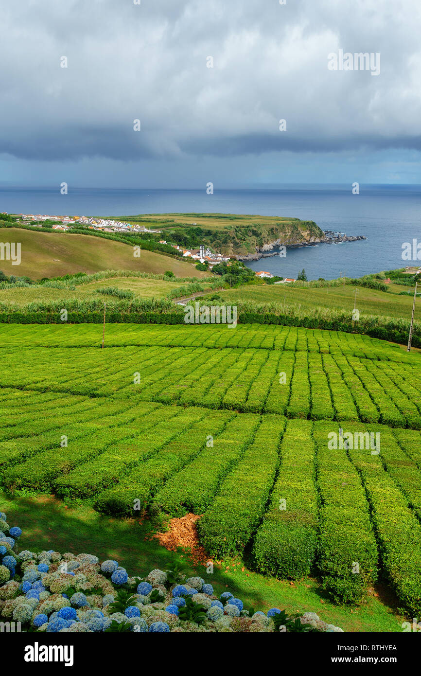 Azores hydrangea farm hi-res stock photography and images - Alamy
