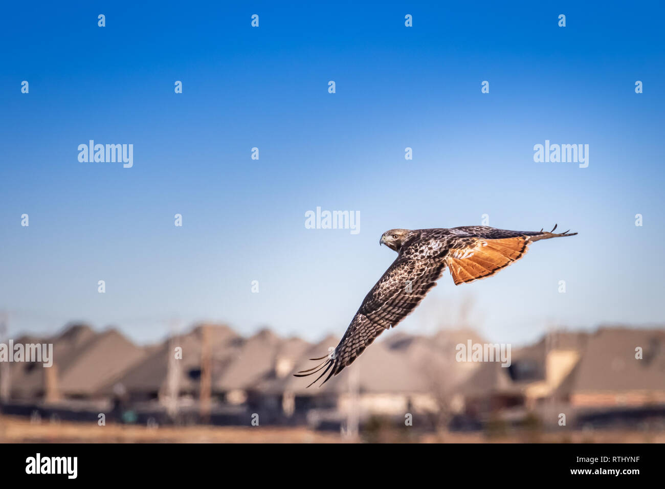 Red Tailed Hawk Perched High Resolution Stock Photography and Images ...