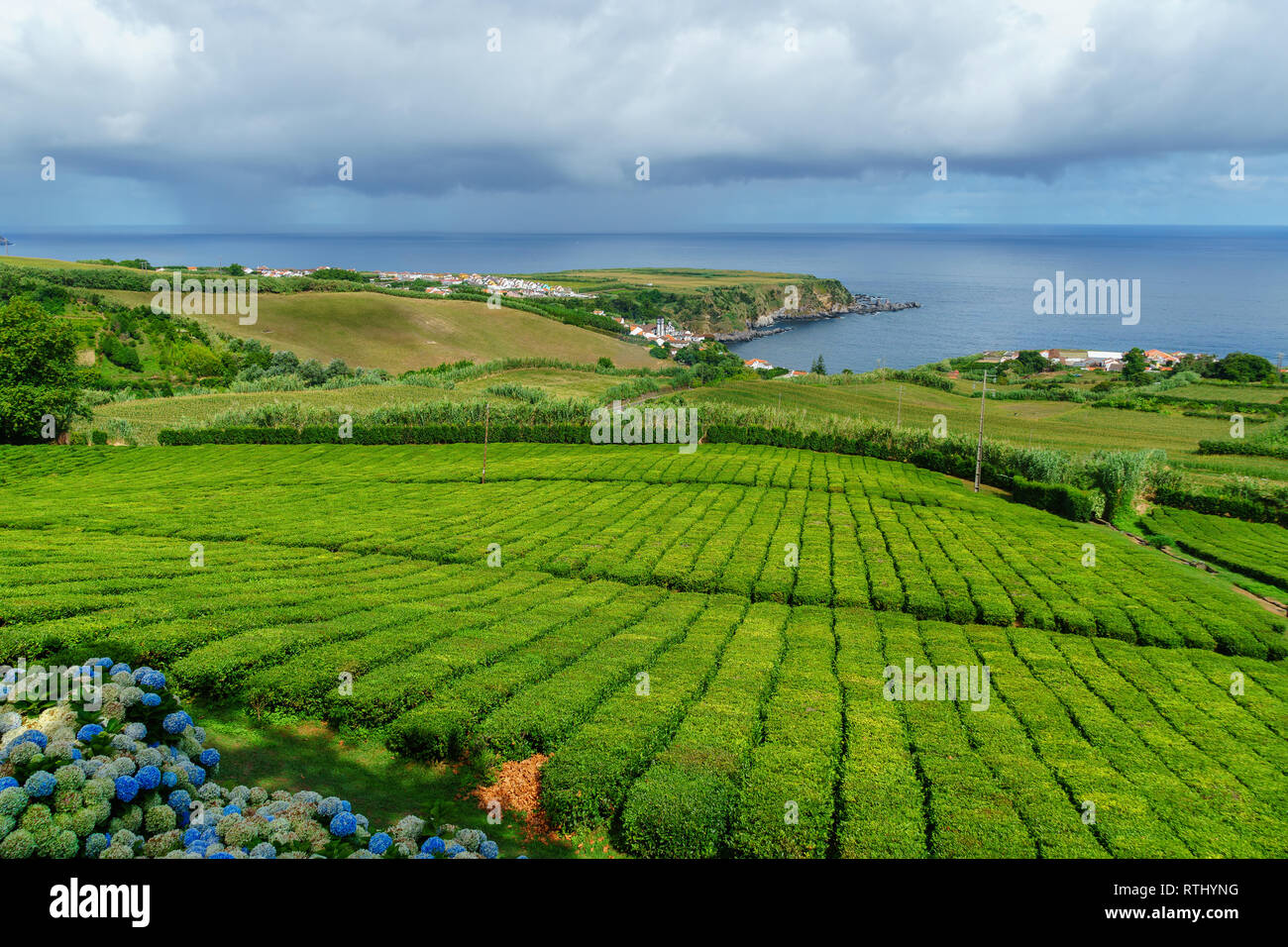 Azores hydrangea farm hi-res stock photography and images - Alamy