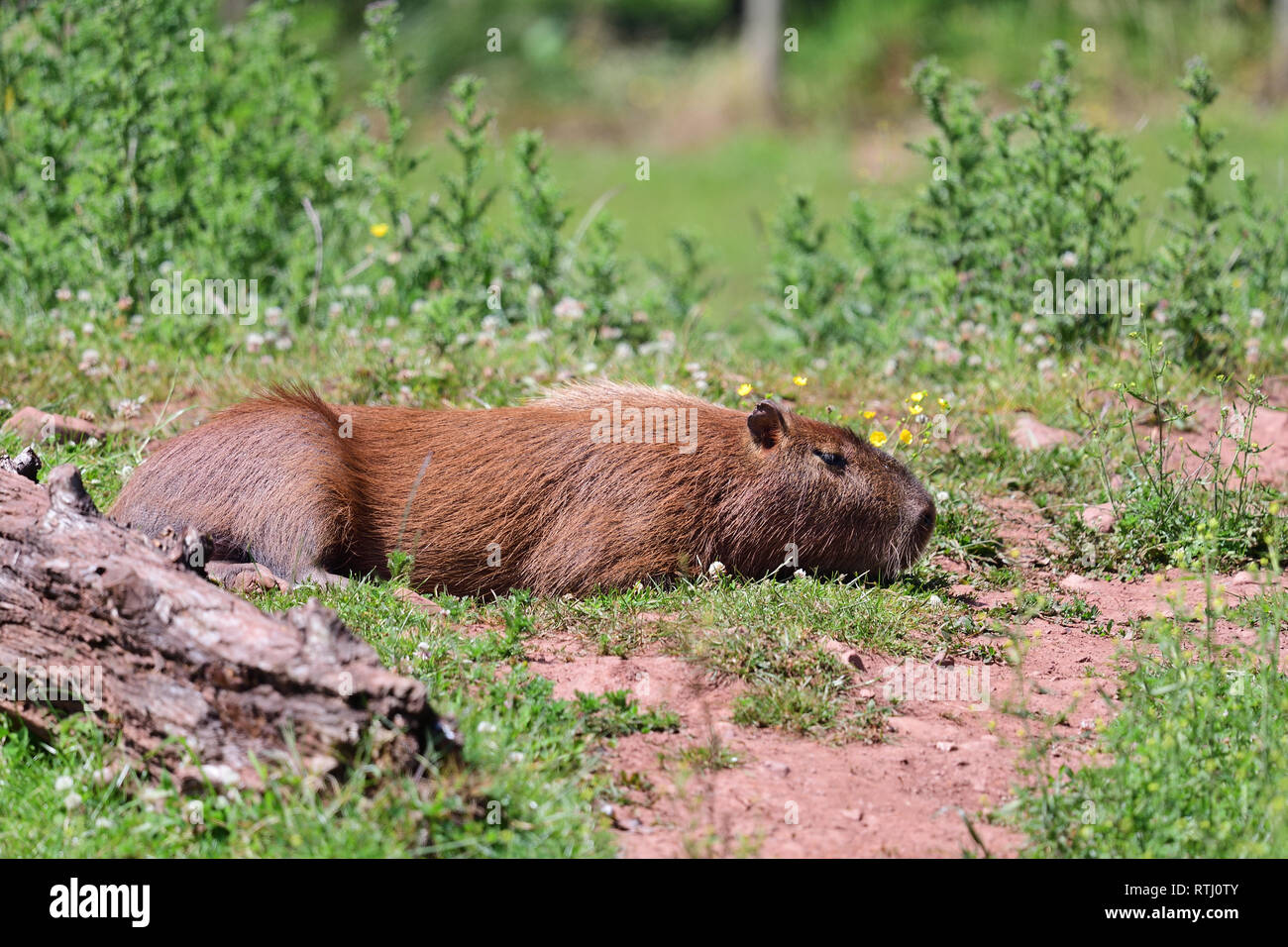 Portrait of a capybara (hydrochoerus hydrochaeris) lying on the grass ...