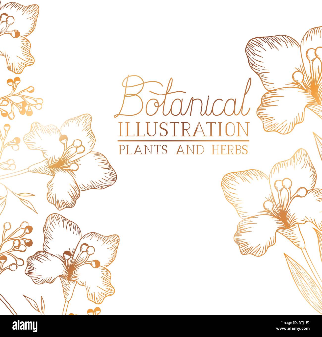 botanical illustration label with plants and herbs Stock Vector Image ...
