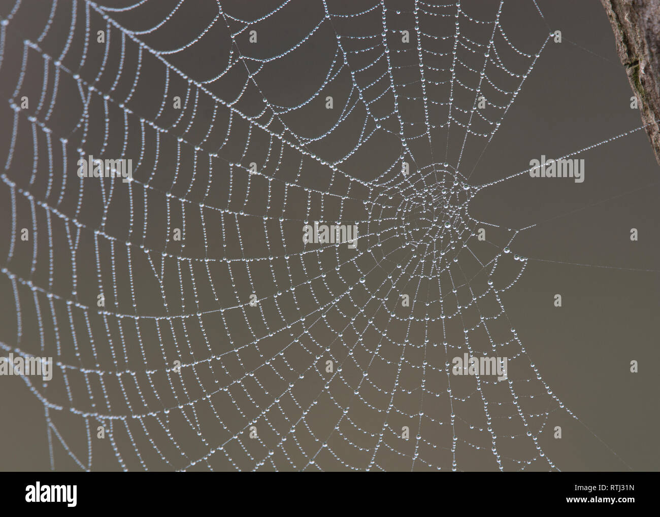 Delicate cobweb hi-res stock photography and images - Alamy