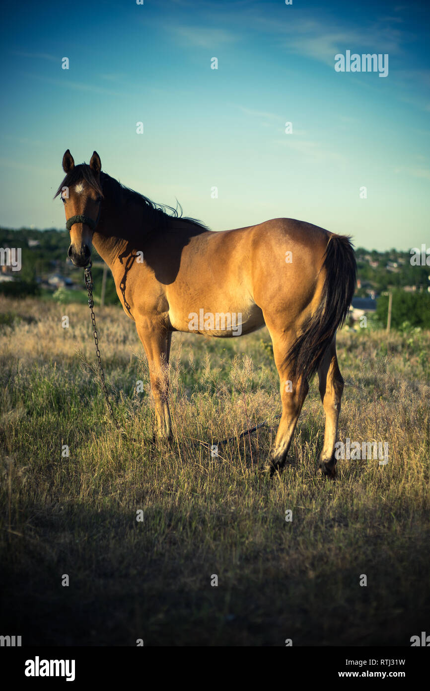White horse on leash head hi-res stock photography and images - Alamy
