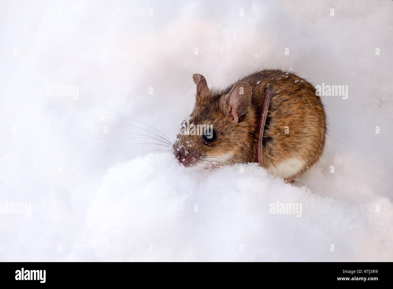 Yellow mouse hi-res stock photography and images - Alamy