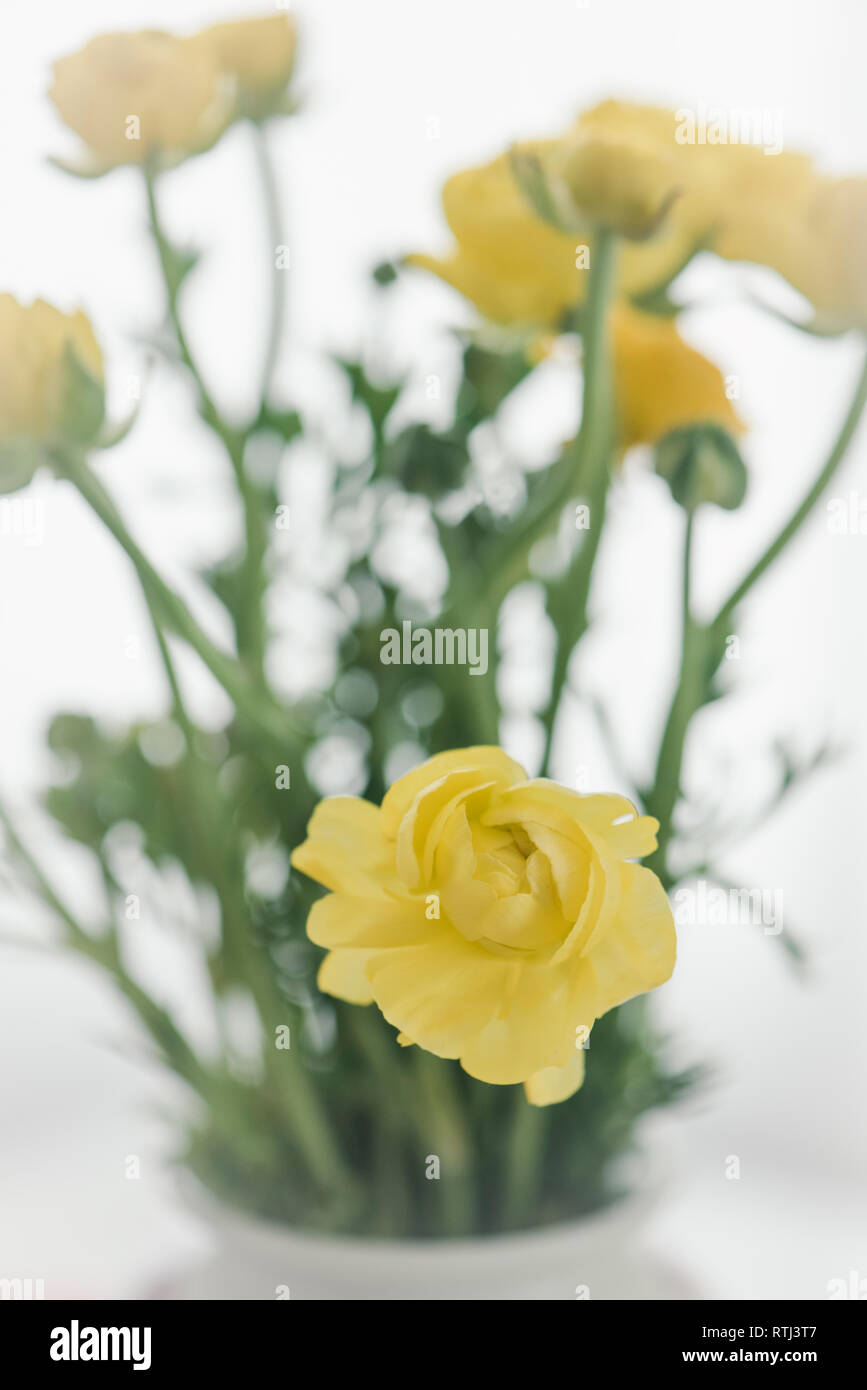 Yellow ranunculus with greenery Stock Photo - Alamy