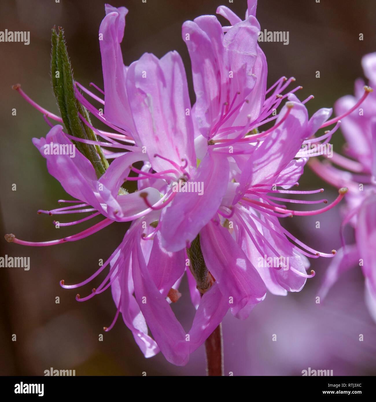 early summer flower Stock Photo - Alamy