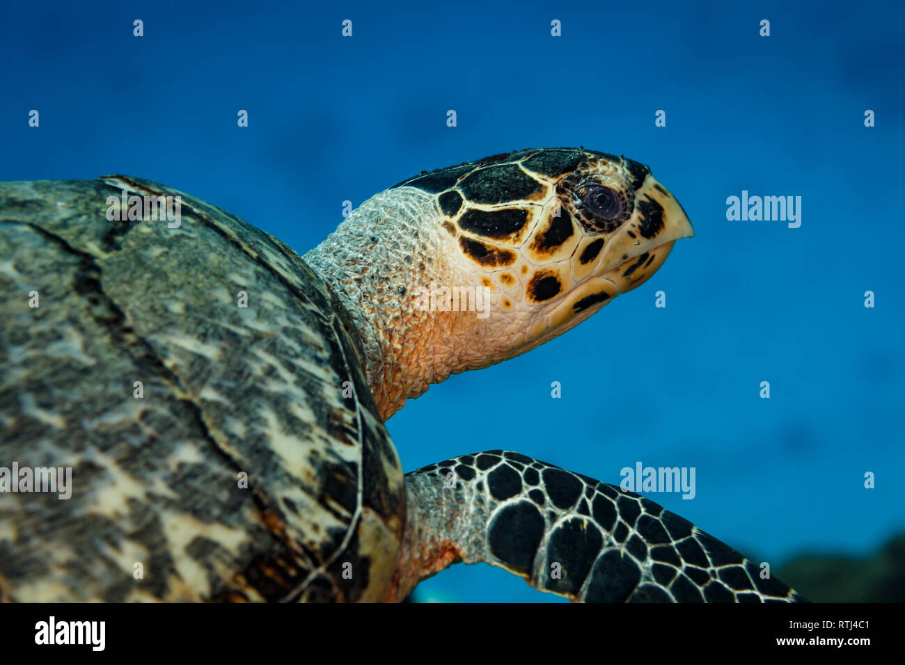 Closeup of hawksbill turtle head, neck and shoulder Stock Photo - Alamy