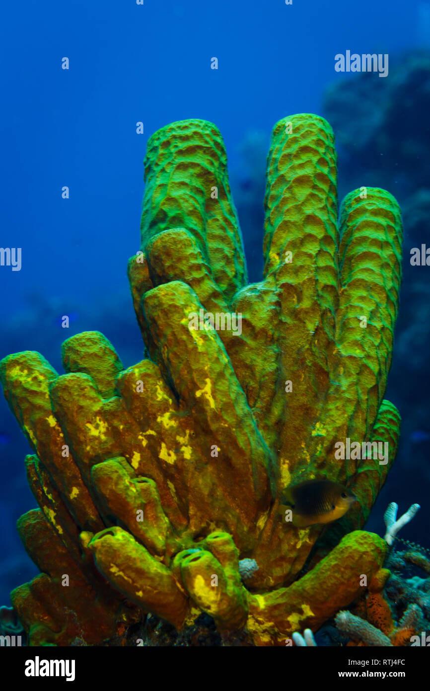 Sponge with oscular tubes hi-res stock photography and images - Alamy