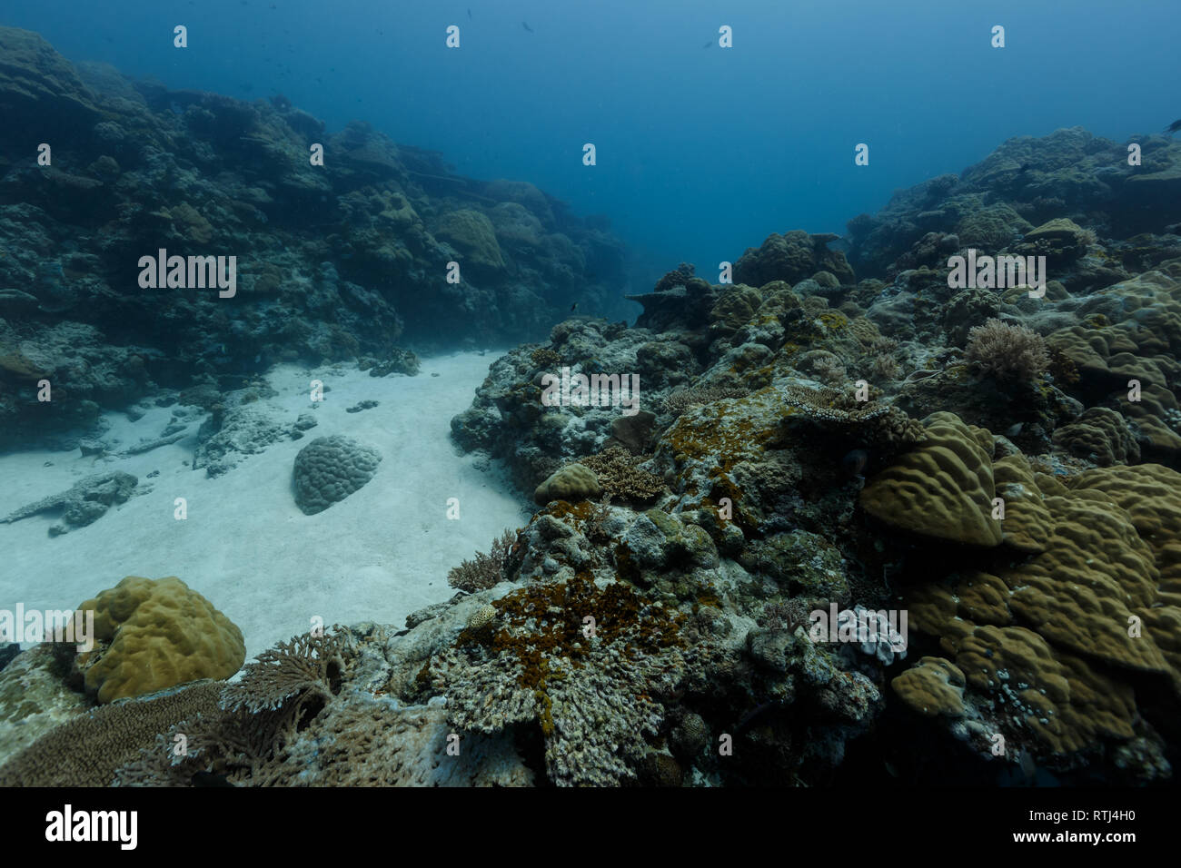 Formation of colonies hi-res stock photography and images - Alamy
