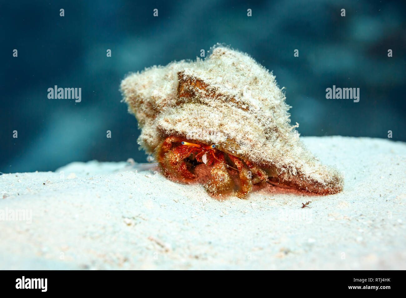 Shell home hi-res stock photography and images - Alamy