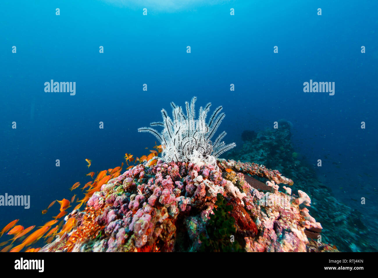 School of orange fish swim past pink coral and spiny white coral on ...