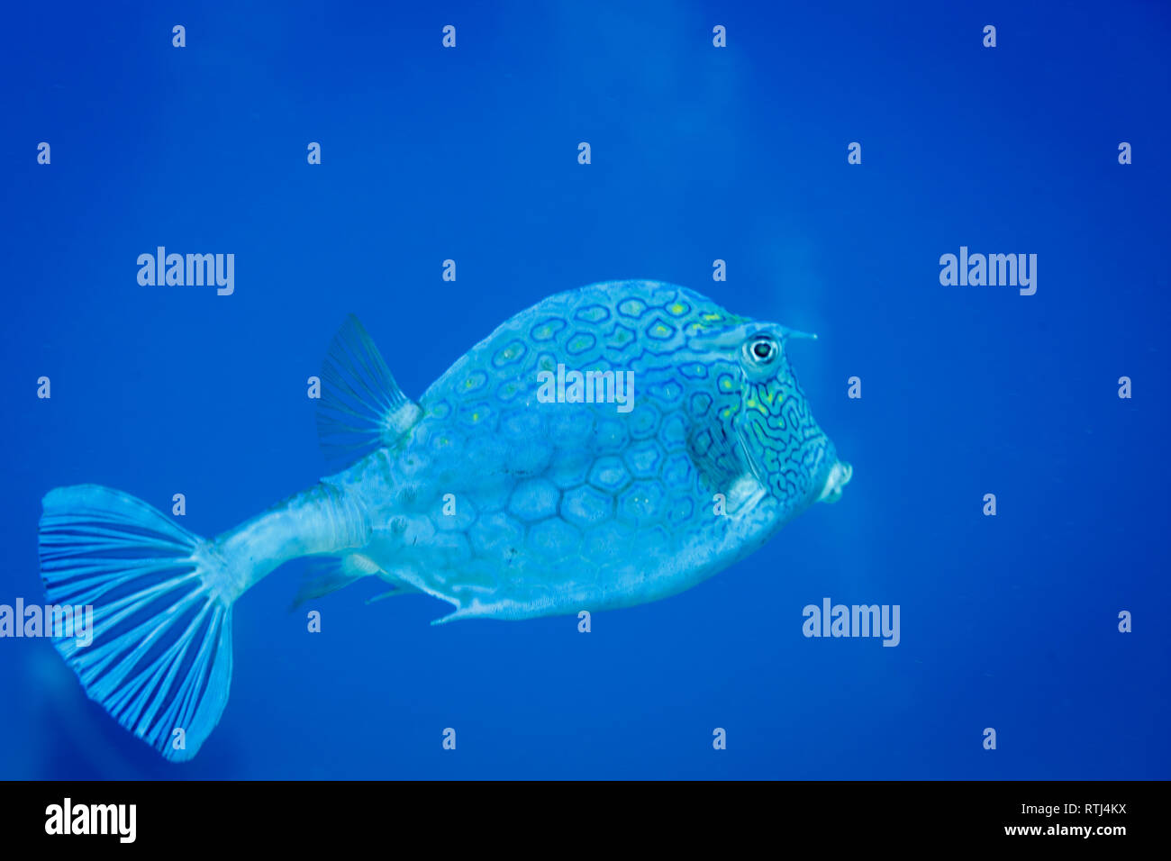 Fish with unique patterns hi-res stock photography and images - Alamy