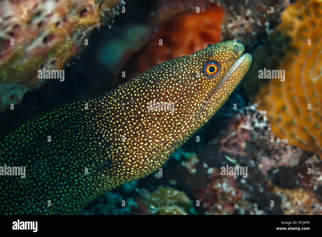Yellow spotted eel hi-res stock photography and images - Alamy