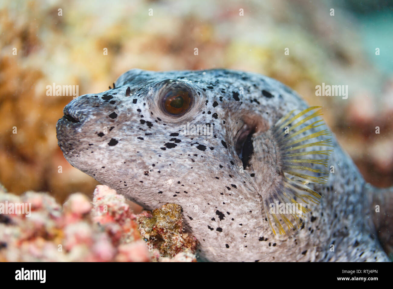 Closeup of the head of Spotted moray eel, Gymnothorax moringa Stock ...