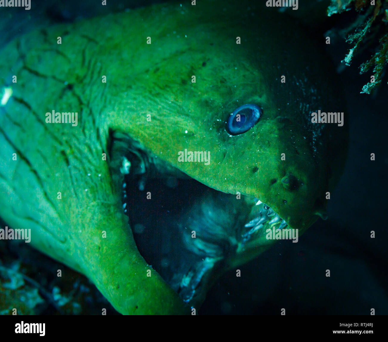 Fish hideout hi-res stock photography and images - Alamy