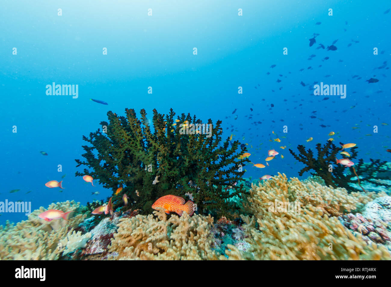Closeup of orange spotted fish in front of branching coral Stock Photo ...