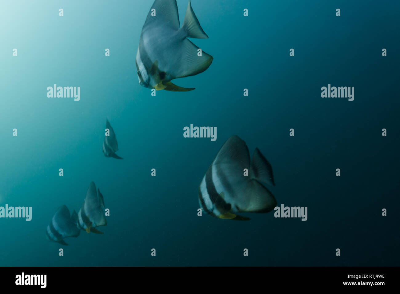 Moorish idol fish hi-res stock photography and images - Alamy