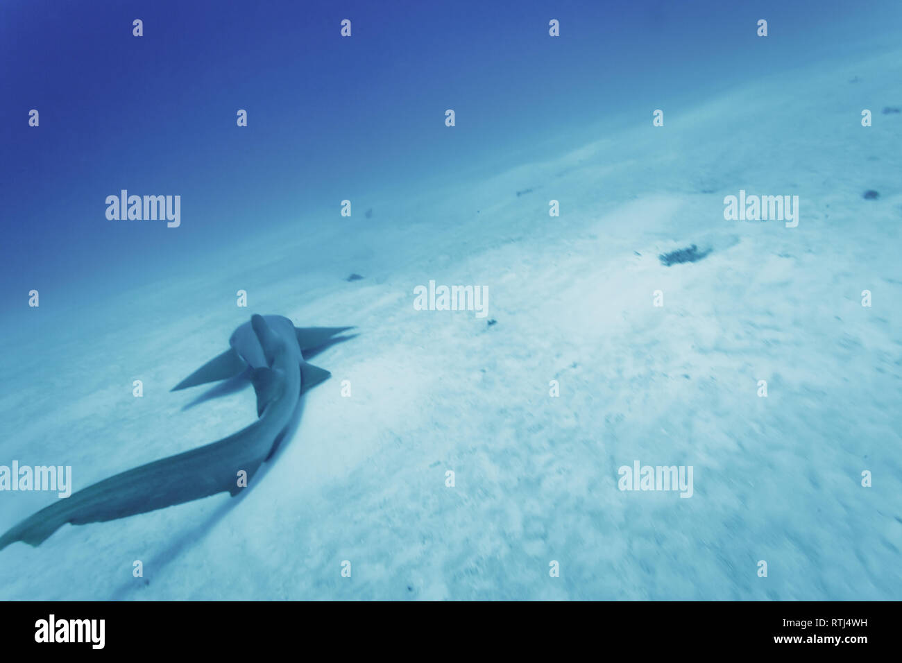 Sandy nurse hi-res stock photography and images - Alamy