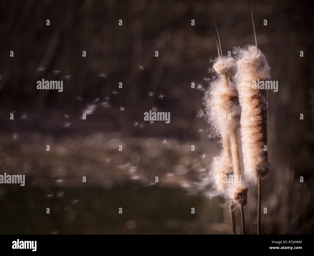 Moving seeds hi-res stock photography and images - Alamy