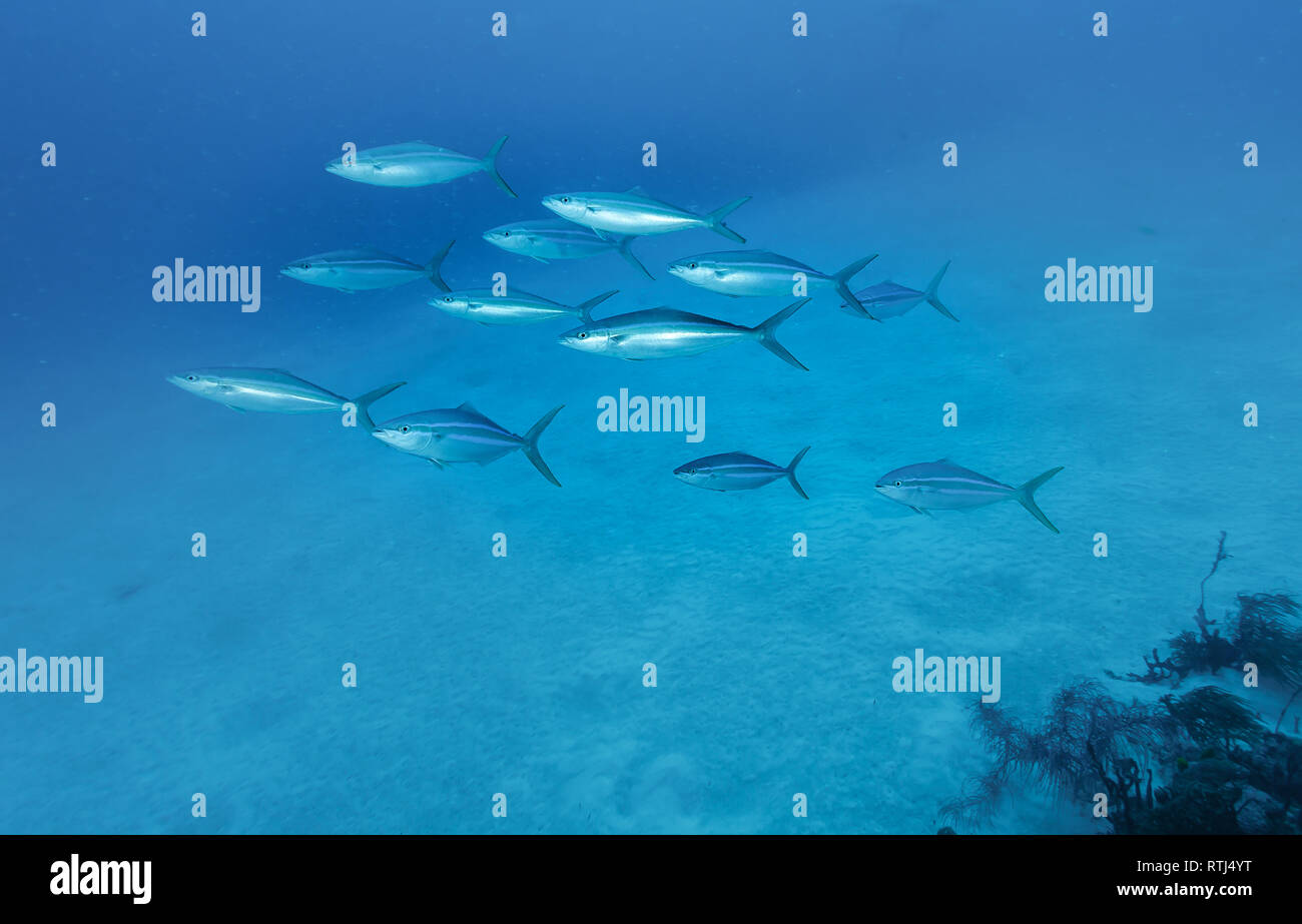 Closeup of small school of fish swimming over coral reef Stock Photo ...