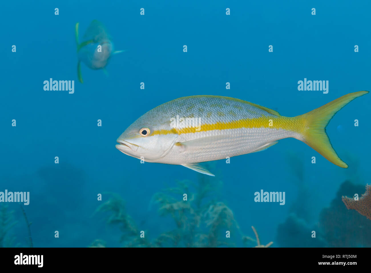 Bigeye yellow snapper hi-res stock photography and images - Alamy