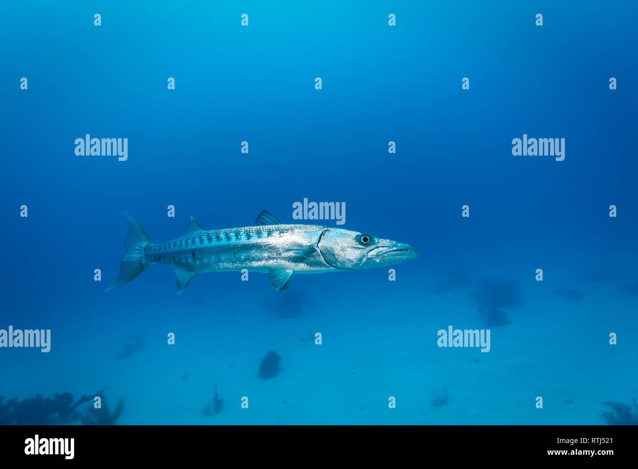 Barracuda swimming hi-res stock photography and images - Alamy