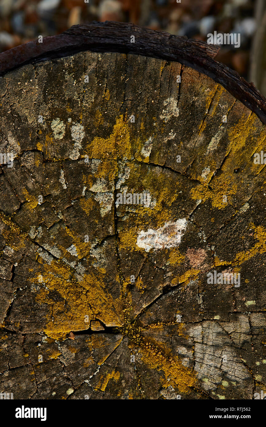 Abstract top of wooden post showing patterns and texture, Whitstable ...