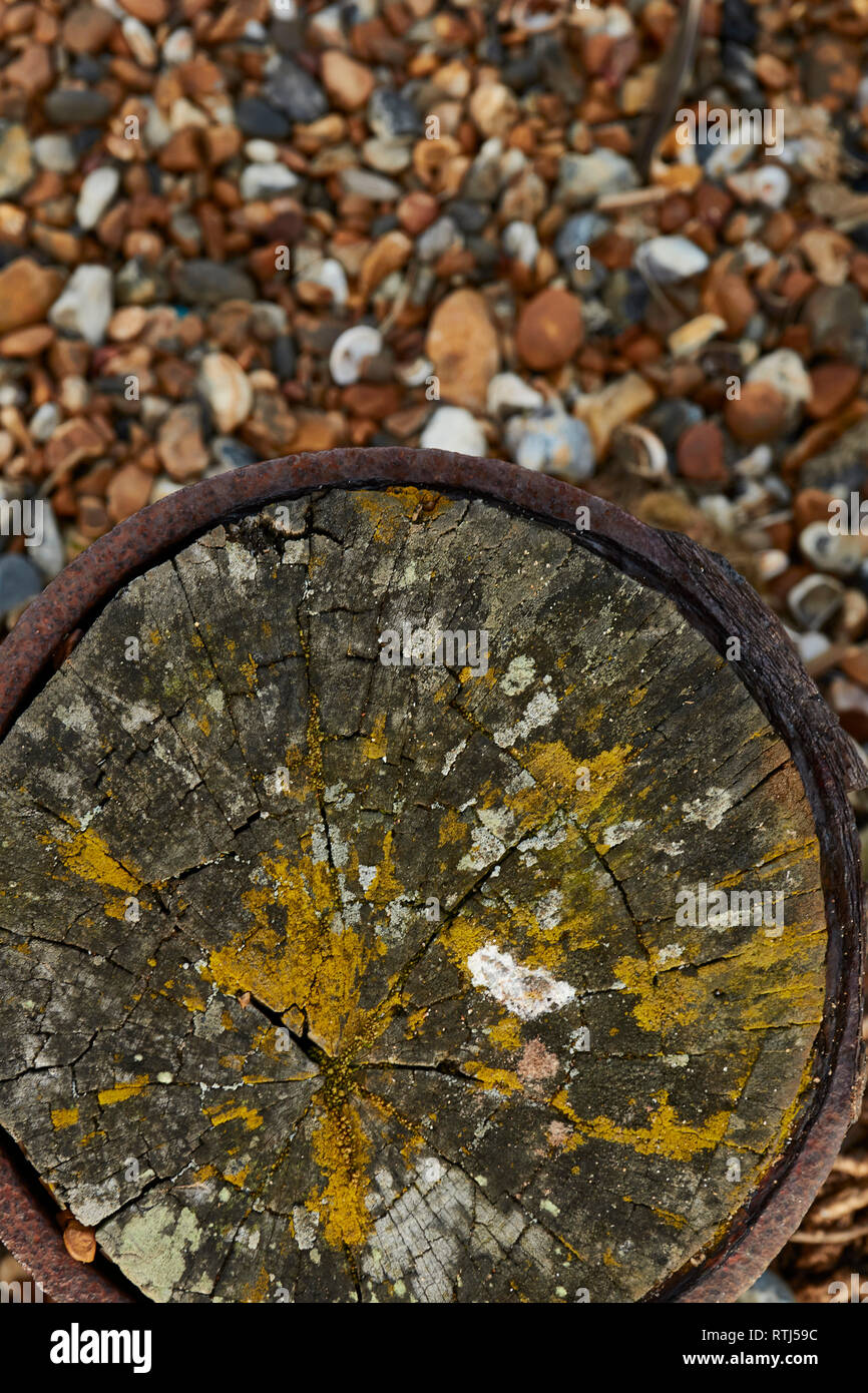 Abstract top of wooden post showing patterns and texture, Whitstable ...