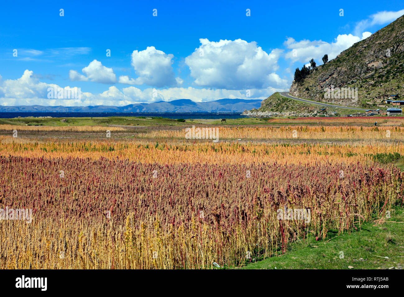 Lake Titicaca between Pomata and Juli, Puno, Peru Stock Photo - Alamy