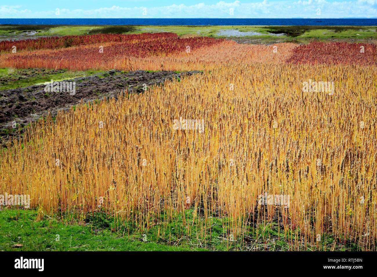 Lake Titicaca between Pomata and Juli, Puno, Peru Stock Photo - Alamy