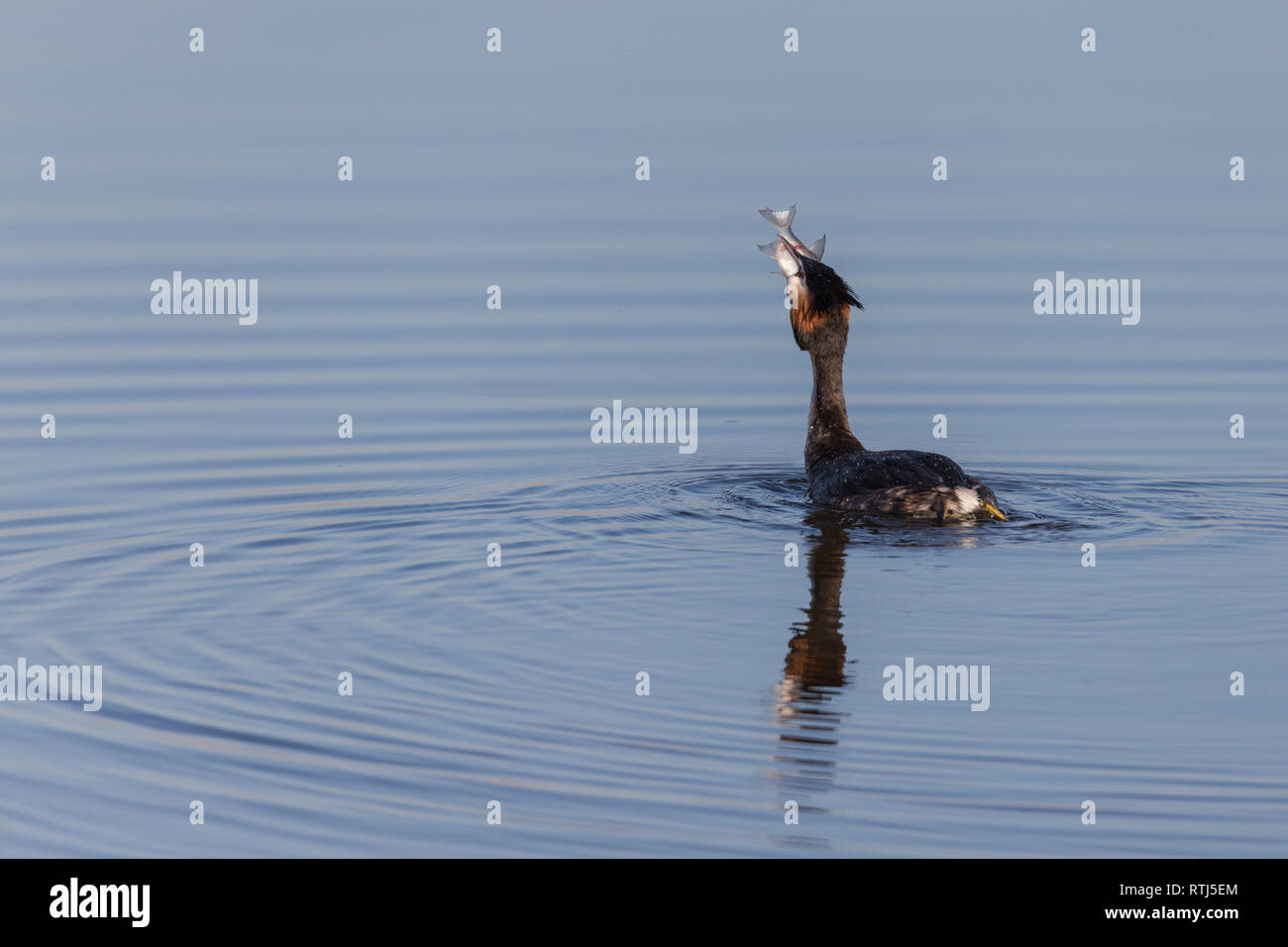 A Great Crested Grebe swallows the reward of its latest successful dive ...