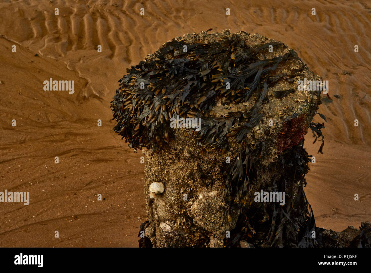 Naturally occurring patterns hi-res stock photography and images - Alamy